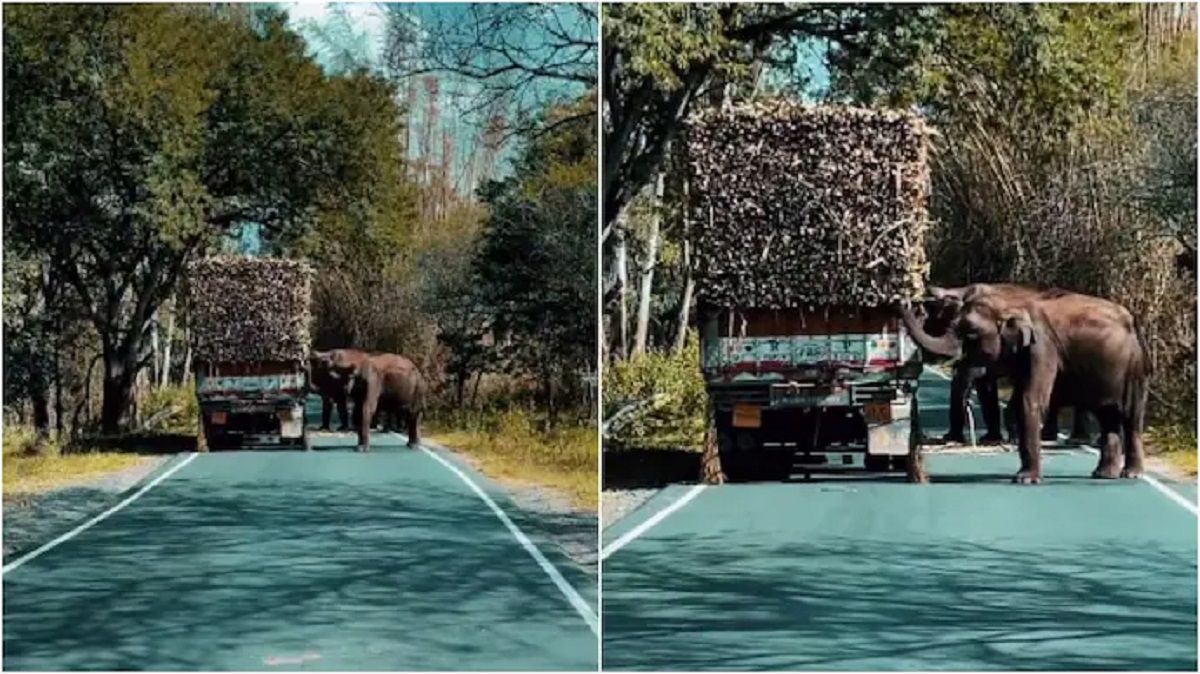 Viral Video: Elephants Stop Truck, Take Out Sugarcane. Internet Calls ...