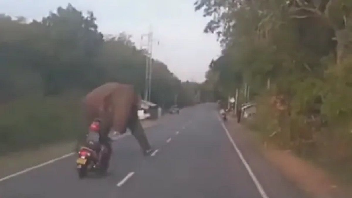 Viral Video: Elephant Crossing The Road Nearly Gets Hit By Woman ...