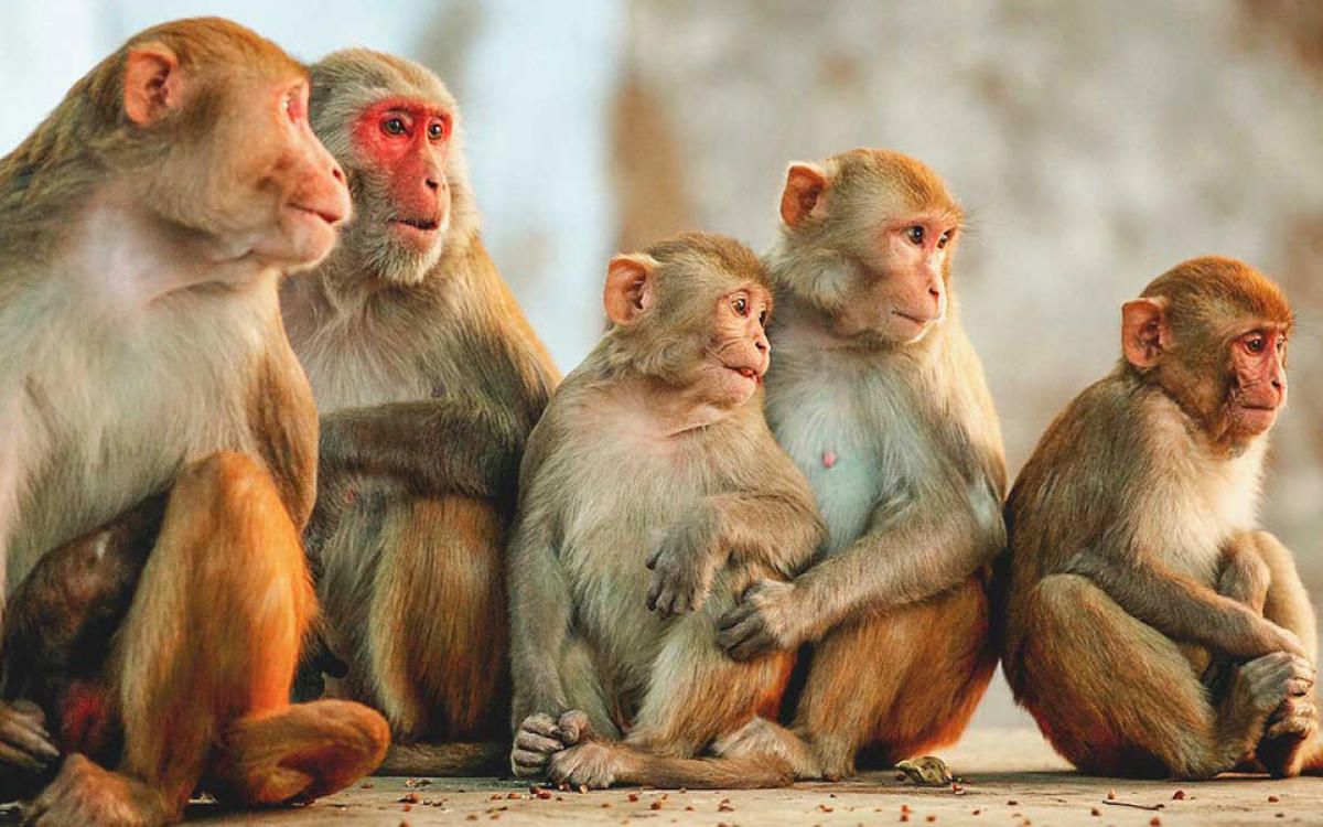 Yes, Its True! Monkeys Own 32 Acres of Land in This Maharashtra Village