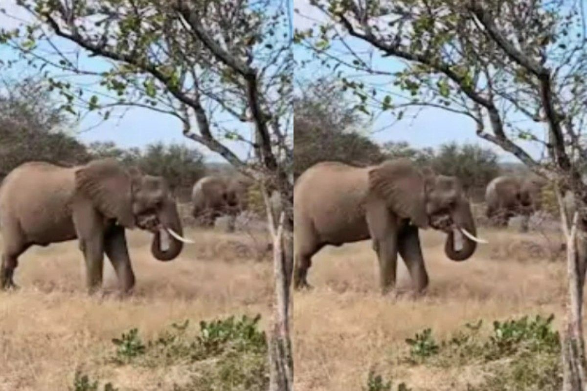 जंगल में साथियों के साथ टहलता दिखा तीन पैरों वाला हाथी, जज्बा ऐसा कि आप ...