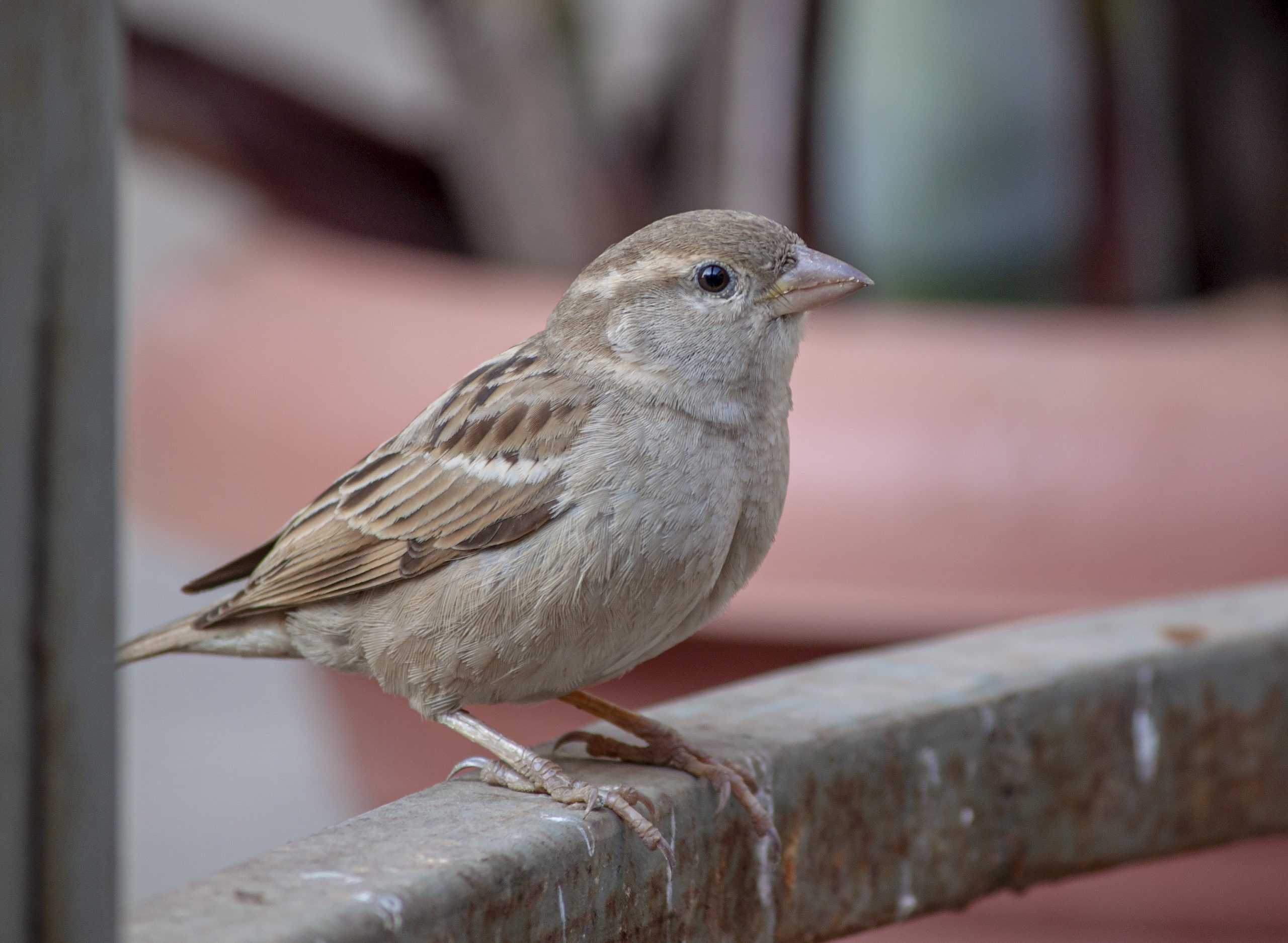 Are Sparrows Lucky : अगर आपके घर में आती है ये चिड़िया तो समझें कि ...