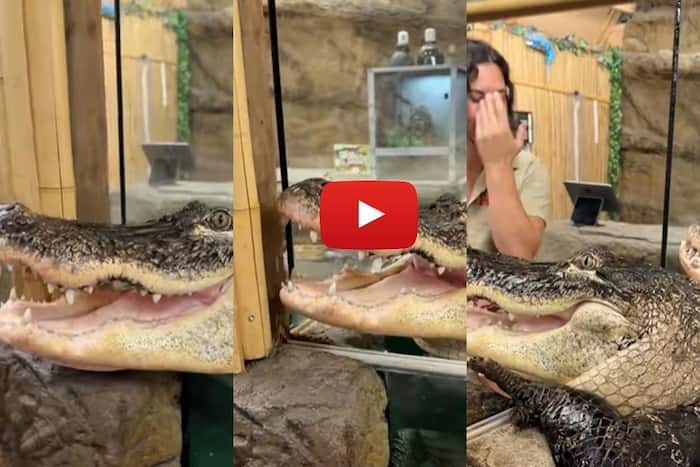 Viral Video: Hungry Alligator Tries To Eat Woman, She Just Laughs It ...
