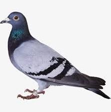 Pigeons Coming To Your House : अगर आपके घर पर आते हैं कबूतर, तो उसका ...