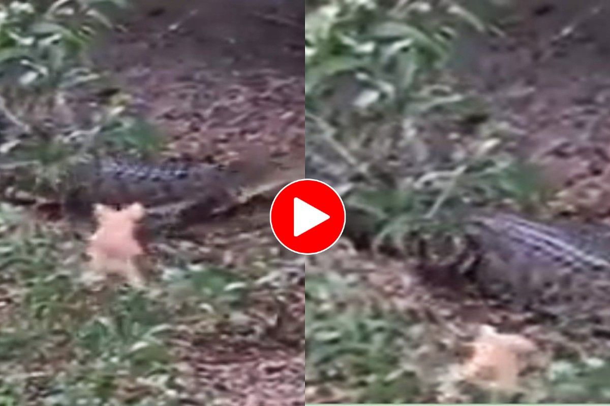 Magarmach Ka Video: खूंखार मगरमच्छ से भिड़ गया छोटा सा डॉगी, ऐसी हालत ...