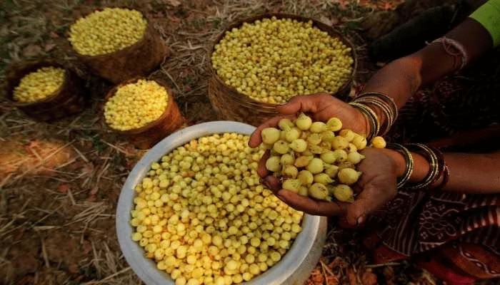 Mahua Oil Benefits: महुआ का तेल करता है कमाल, सिर से पैर तक हर बीमारी ...
