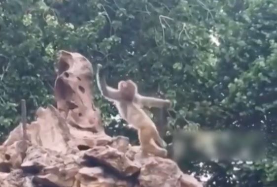 Viral Video Shows Monkey Doing Pole Dance, Netizens Cant Stop Laughing ...