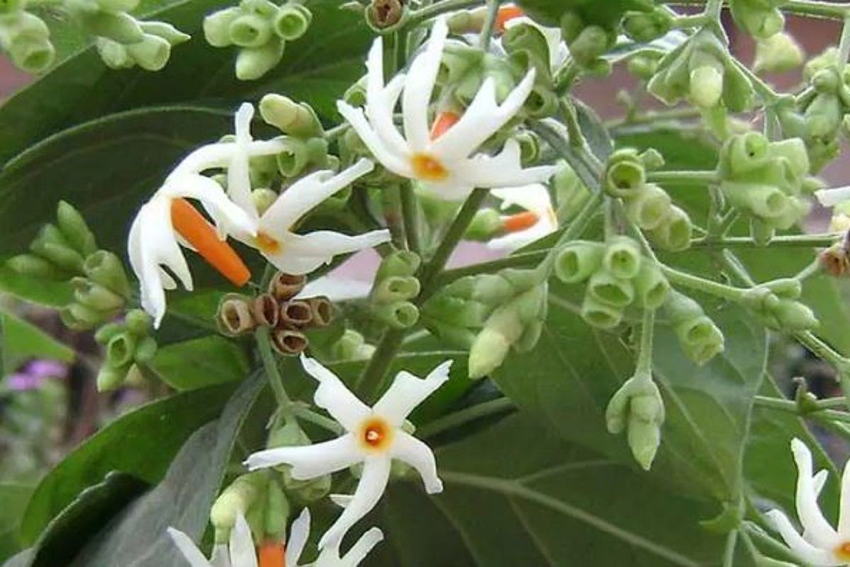 अगर कर लें ये काम तो घर में होने लगेगी पैसों की बारिश, जानें- घर की ...