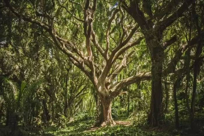 Optical Illusion: Only A Genius Can Spot The Hidden Bird In This Forest ...