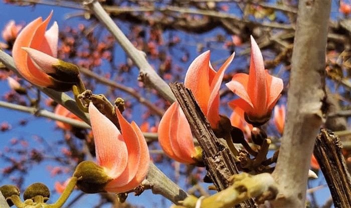 पलाश के फूलों का चूर्ण पुरुषों के लिए है कमाल, घर में लगाने से करता है ...