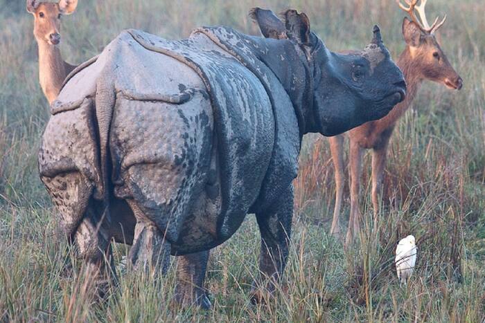Pobitra Wildlife Sanctuary Park In Assam Reopens After Monsoons See Safari Timings How To Reach Here