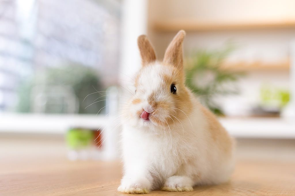 Rabbit at home good or bad : अगर फेमिली के लोग तनाव में रहते हैं, तो घर ...