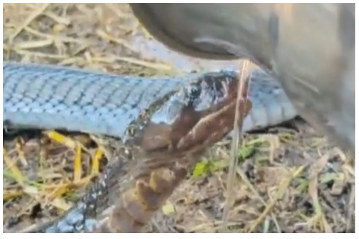 Viral Video: Man Feeds Water to Injured Snake, Kindness Impresses The ...