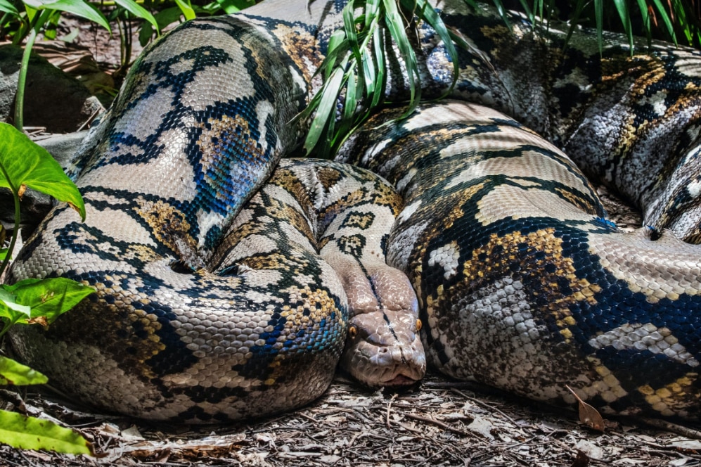 6-Foot-Long Python Spotted Crawling in Graveyard in Hyderabads ...