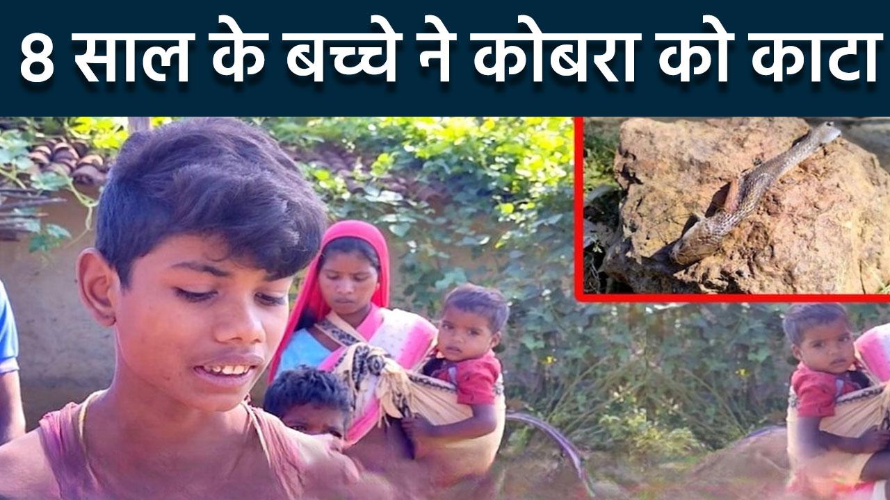 Child Bitten Snake: कोबरा के काटने पर बच्चे को आया गुस्सा, दांत से काटा ...