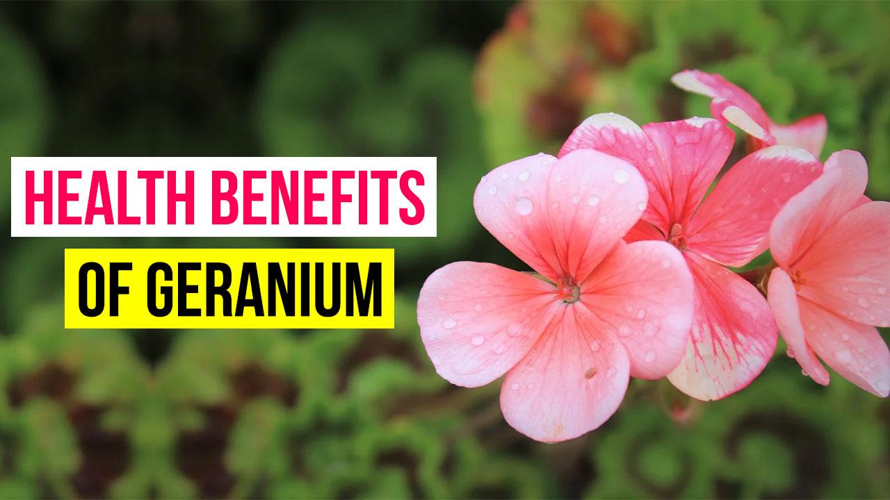 Geranium Oil Can Heal Wounds And Fight Off Bacterial Infections, Know ...
