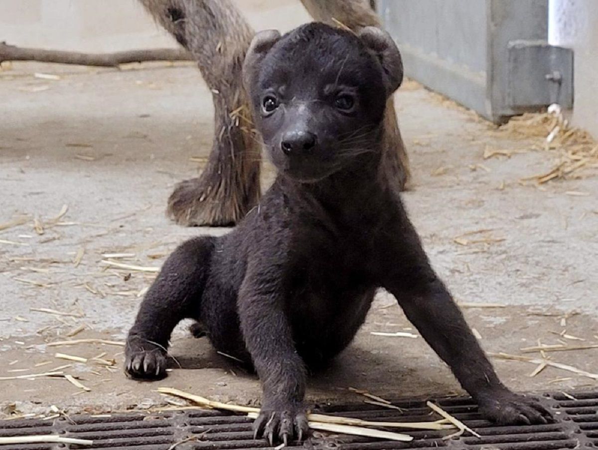 US Zoo Welcomes Only Surviving Hyena Cub Born In North America