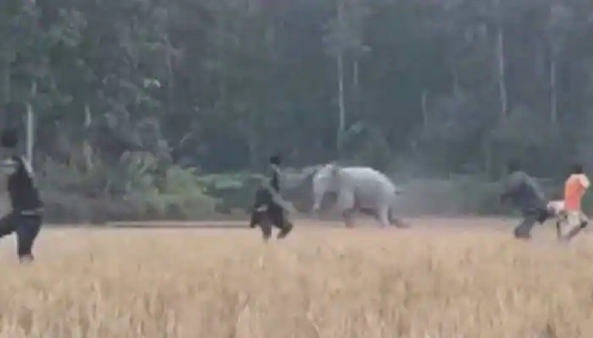 Angry Elephant Runs After People Trying To Chase It Away In Assam ...