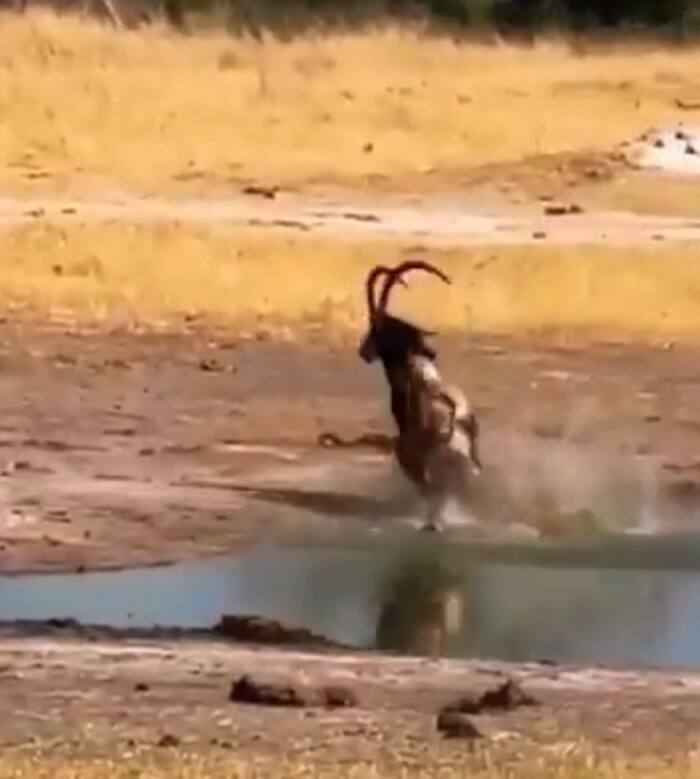 आसान शिकार समझकर शेरनी ने दबोच लिया जानवर, मगर ऐसा पलटवार हुआ बुरी तरह ...