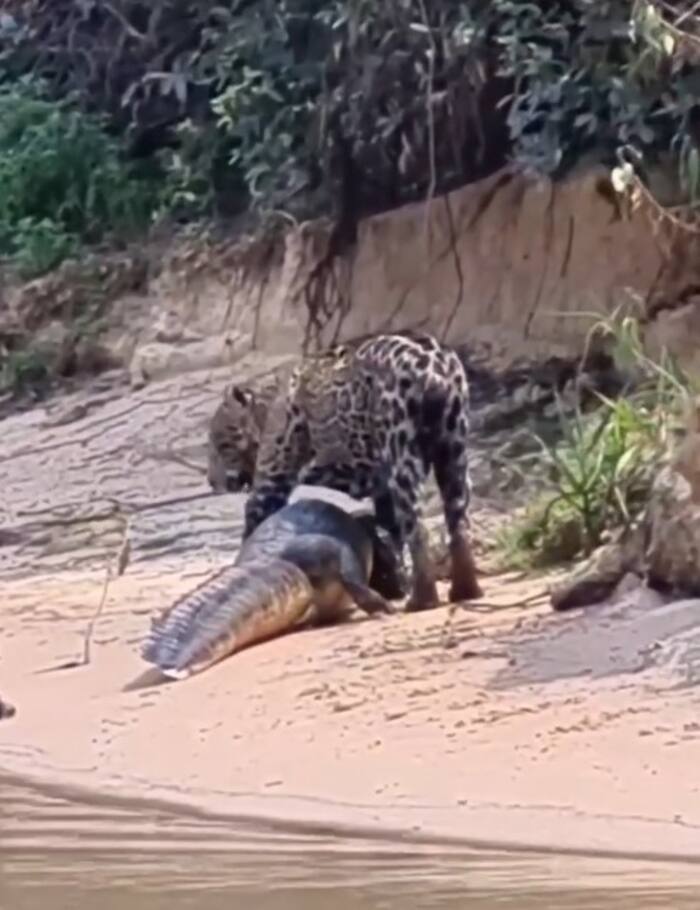 नदी में छलांग लगाकर मगरमच्छ को दबोच लाया जगुआर, घसीटते हुए फिर जंगल में ...