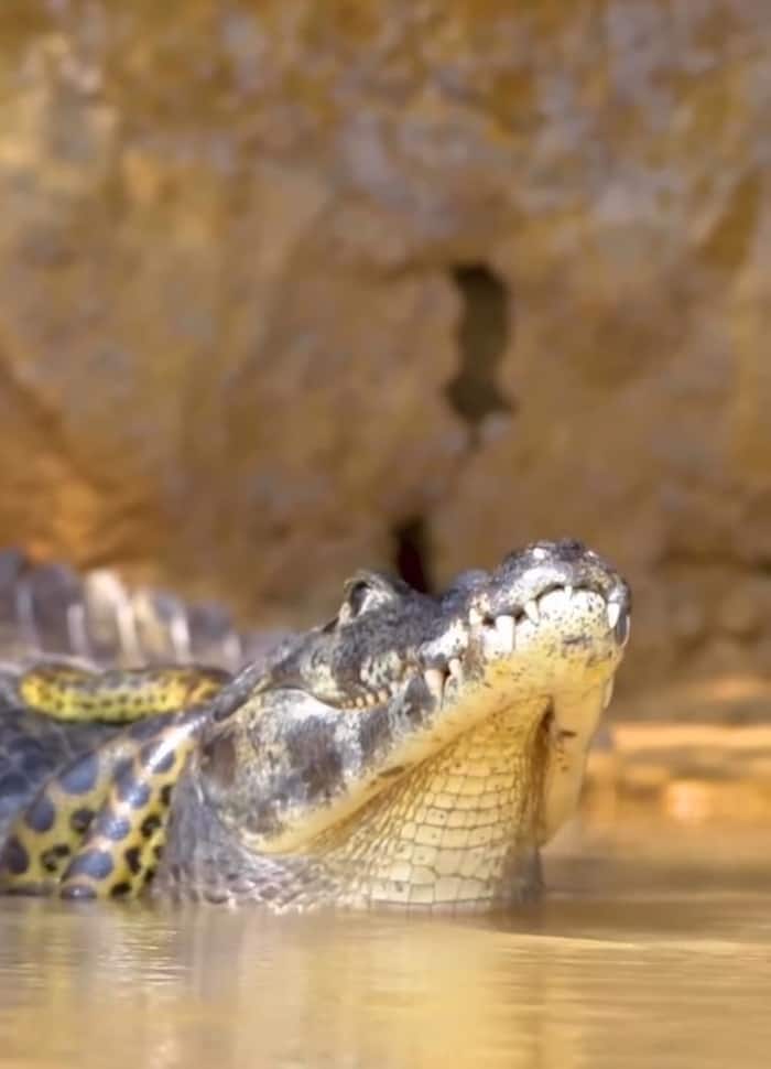 नदी में घुसकर मगरमच्छ को शिकंजे में ले गया अजगर, ऐसा लपेटा आंखें बाहर ...