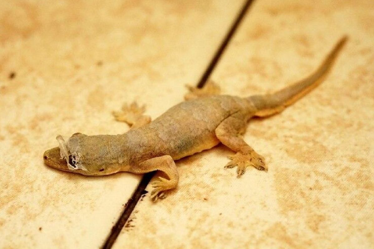छिपकली का गिरना शुभ होता है या अशुभ? जान लें इसके पीछे छिपे कुछ गहरे संकेत