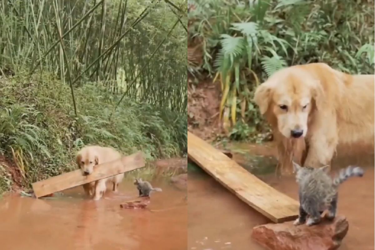 Dog Uses Unique Idea to Save Little Kitty from Drowning, Video Goes ...
