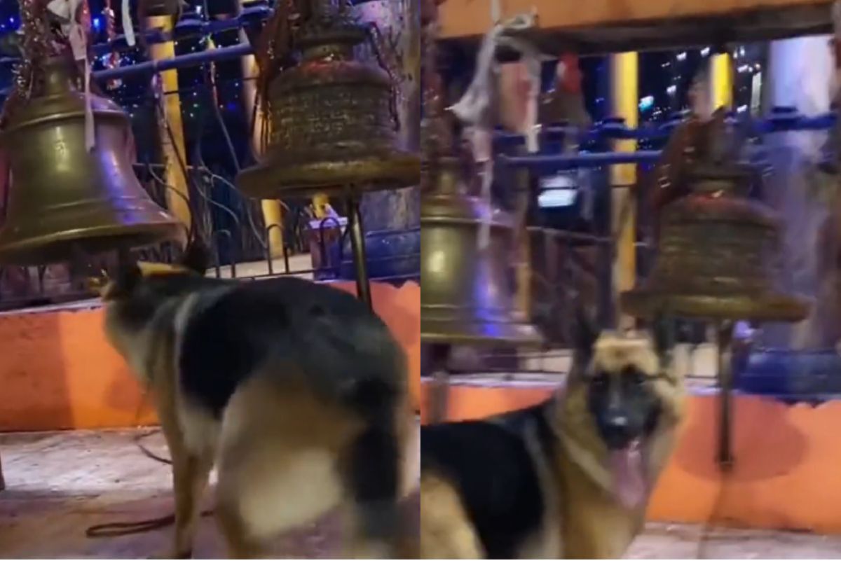 Video of Dog Gleefully Ringing Temple Bell Goes Viral, Netizens Are ...