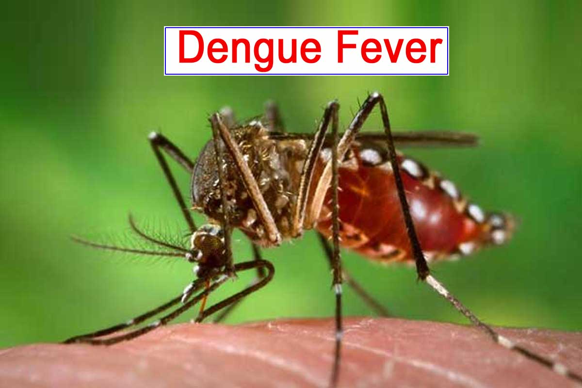 Dengue Fever: डेंगू से डरें नहीं, बल्कि सतर्क रहें और डॉक्टर से जानें ...