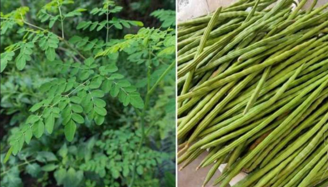 Sahjan Benefits: सहजन का सेवन कई बीमारियों को करेगा छूमंतर, वैवाहिक ...