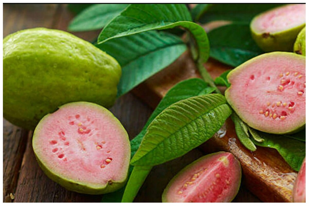 Benefits Of Guava Leaf: अमरूद के पत्ते का गुण है चमत्कारी, एक बार ...