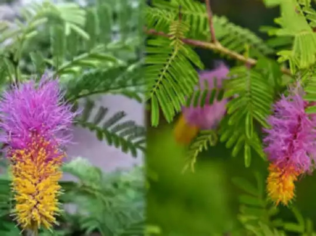 Vastu Tips For Shami Plant: घर के मुख्य द्वार पर लगाएं ये पौधा, आकर्षित ...