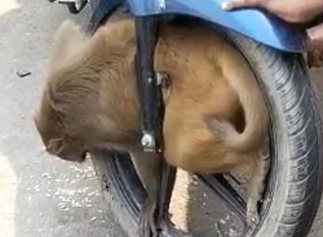 Monkey Gets Stuck in Speeking Bike's Wheel, Clip Goes Viral as People ...