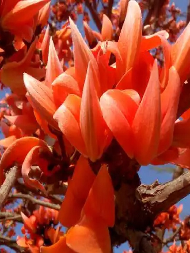 वास्तु टिप्स: तिजोरी में रखें यह एक फूल, जीवनभर नहीं होगी पैसों की कमी