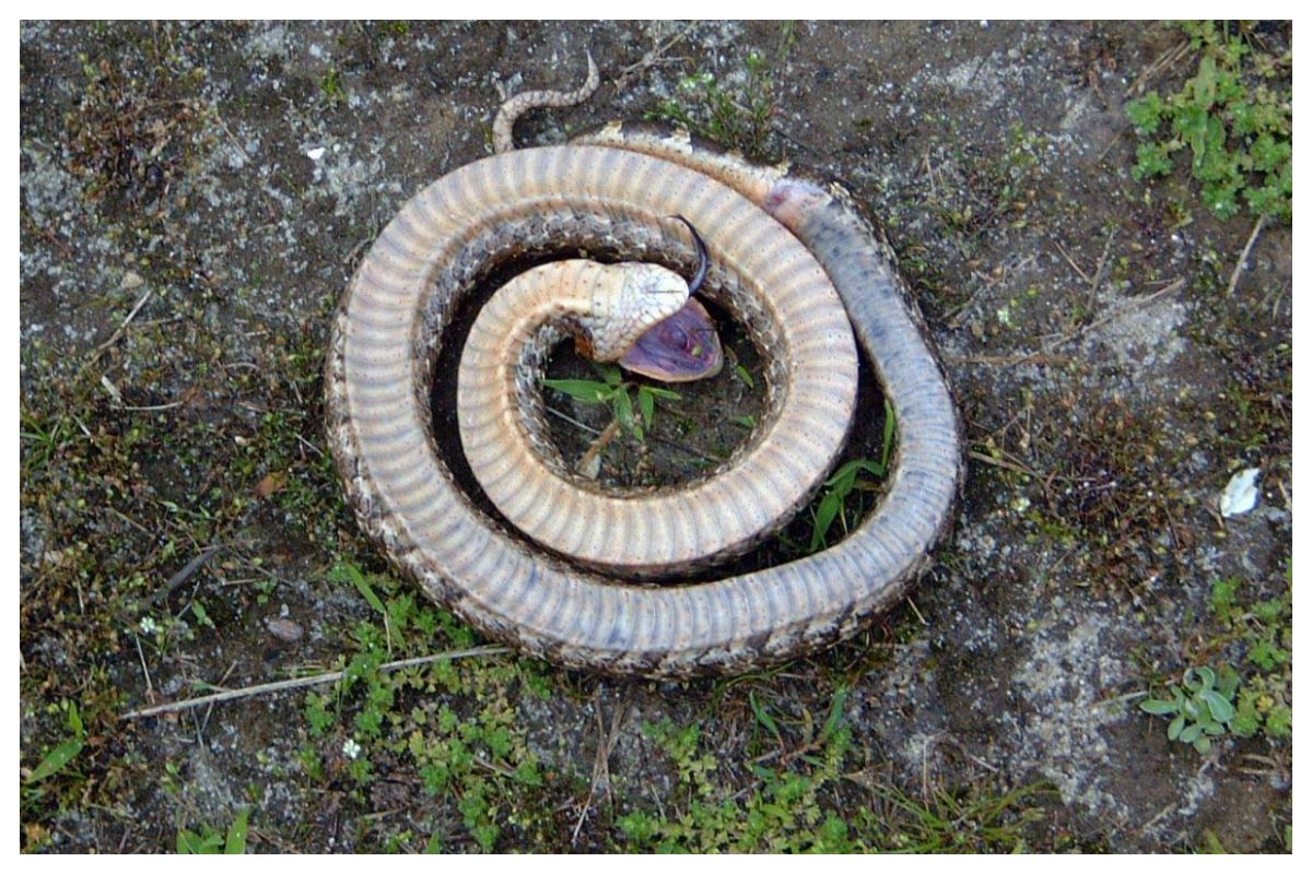 Residents of Ghaziabad Society Getting Rashes Infections For Two Months ...