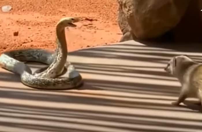 नेवला दबोचता इससे पहले कोबरा ने ही बोल दिया हमला, फिर जो नजारा दिखा ...