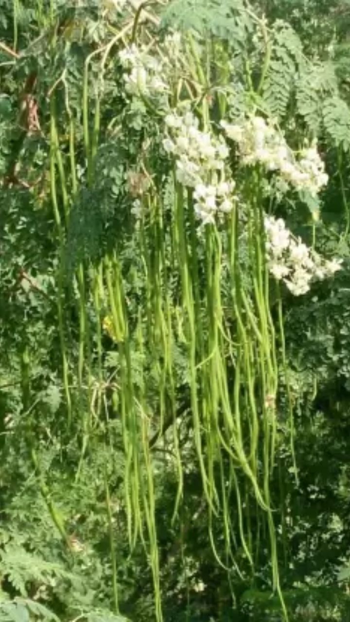 Shevgyachya Shenga: शेवग्याच्या शेंगासह फुलं, पानं आणि सालीतही असतात ...