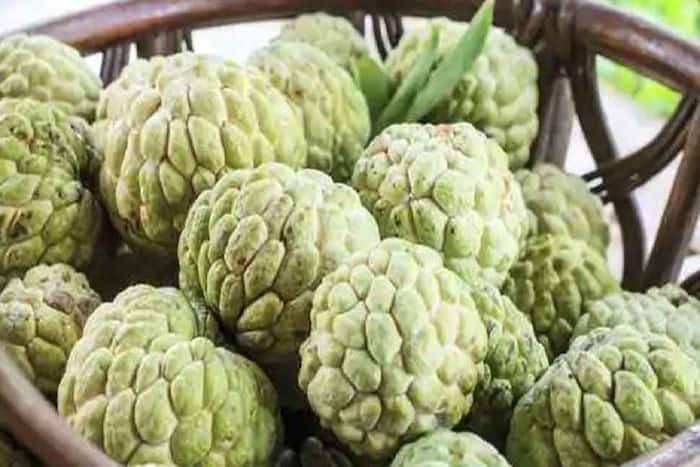 Sitafal Benefit in Hindi Sharfia Ke Fayde aur Nuksan शरीफा सीताफल के फायदे