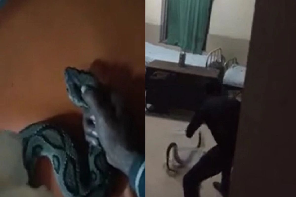 Snake Viral Video: बापरे! सापाचे तोंड पकडून तरुण थेट हॉस्पिटलमध्ये ...