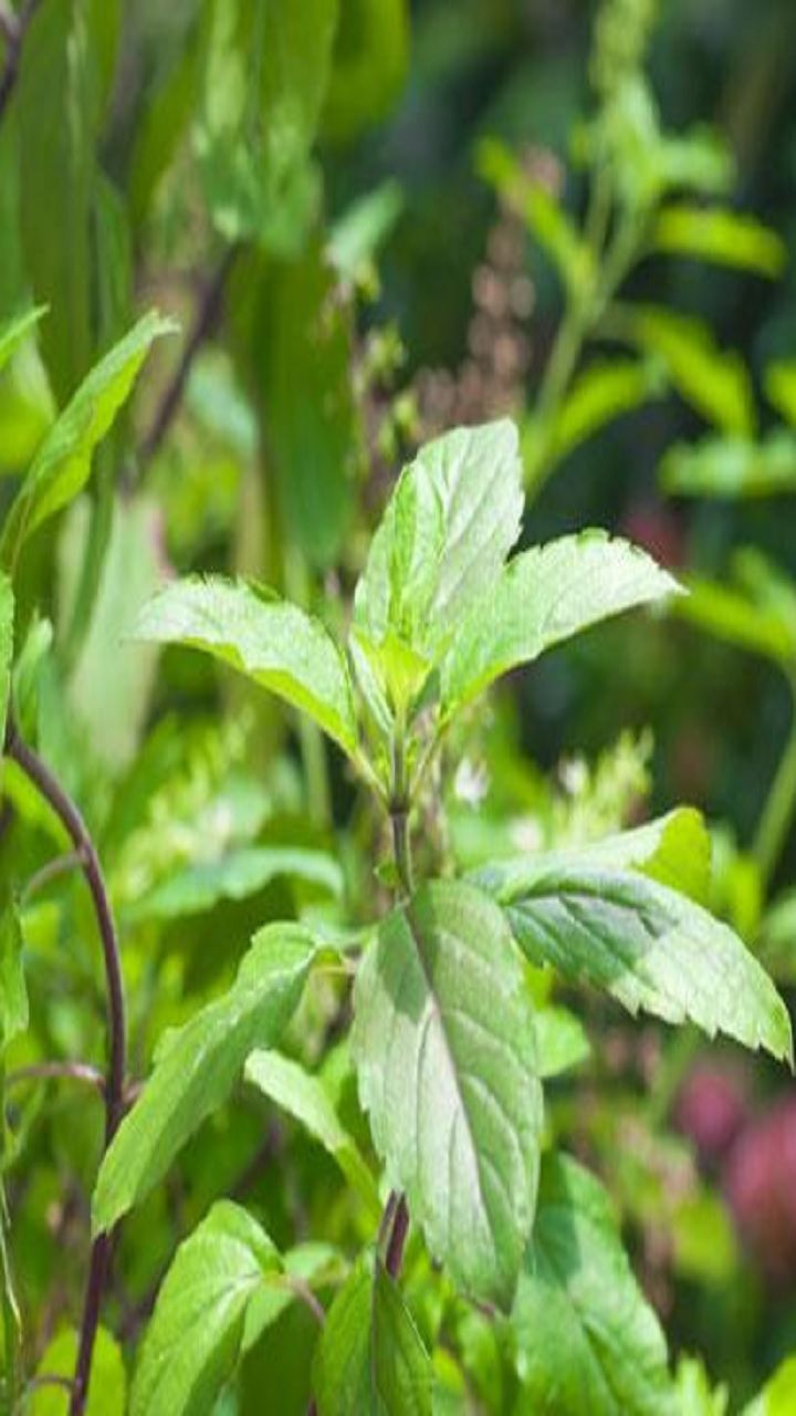 Tulsi Patte Ke Fayde: क्या आप जानते हैं पूजा के गंगाजल में क्यों डालते ...