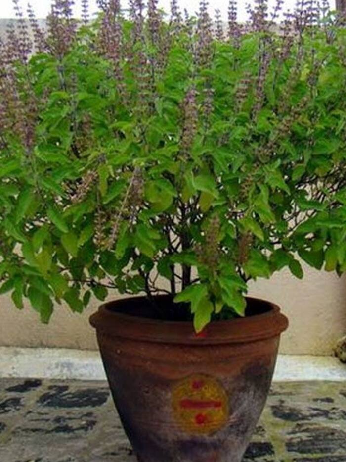 Tulsi Patte Ke Fayde: क्या आप जानते हैं पूजा के गंगाजल में क्यों डालते ...