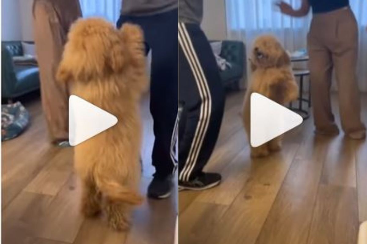 Pet Dog Dances With People To Bolo Ta Ra Ra, Viral Video Is Too Cute To ...