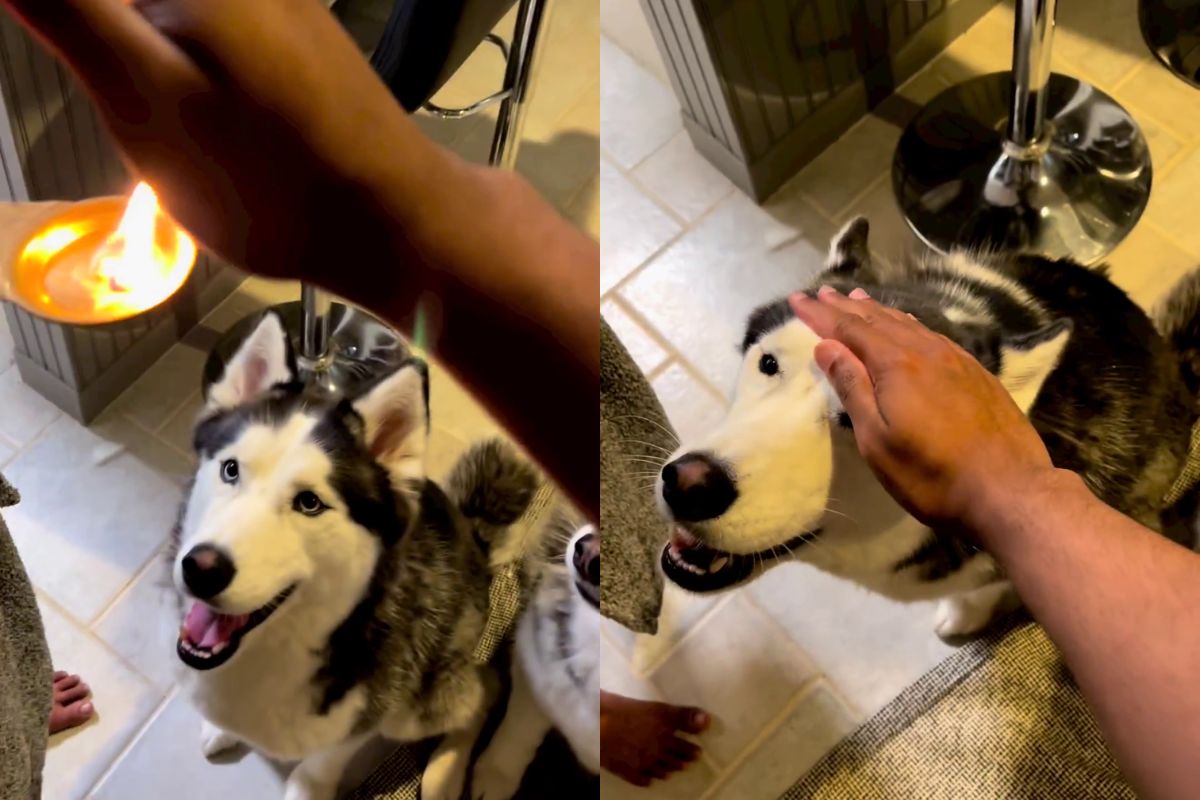 Viral Video: Huskies Take Blessings From Morning Aarti, Netizens Call ...
