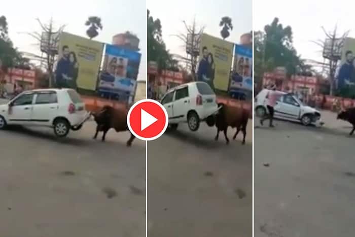 Bull Ka Video: सांड की ताकत देख दंग रह जाएंगे, फुटबॉल की तरह हवा में ...