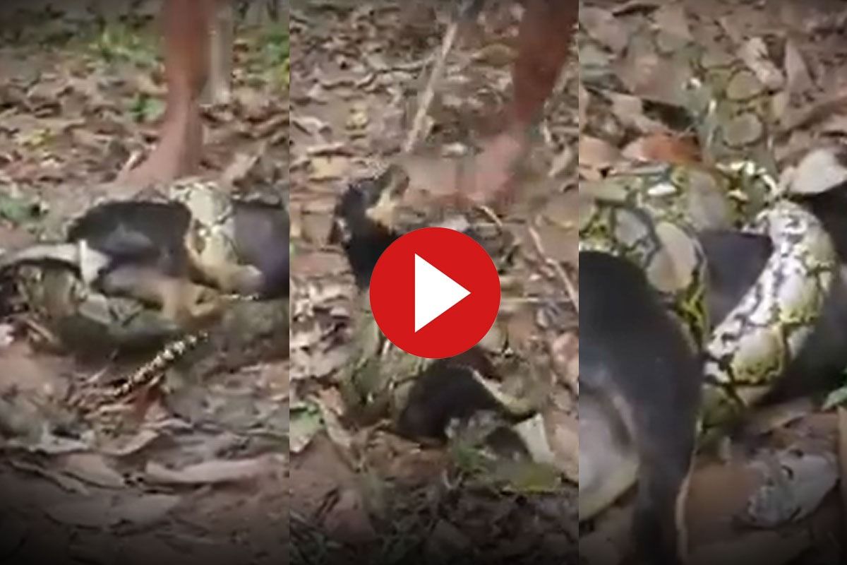 Azgar Ka Video: डॉगी को जिंदा निगलने लगा अजगर, तभी दिखा ऐसा नजारा दिमाग ...