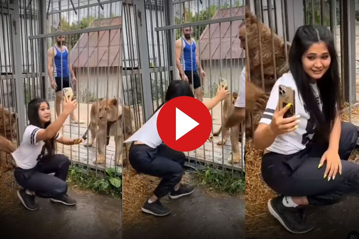 Bhalu Ka Video: लड़की को शेरनी संग सेल्फी लेता देख भालू का चढ़ गया पारा, आगे जो किया यकीन ना ...