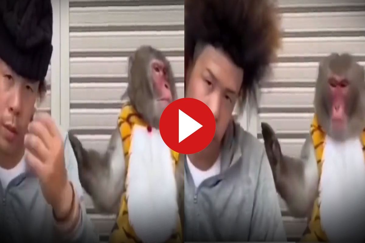 Bandar Ka Video: शख्स ने हटाई काली टोपी तो बुरी तरह हिल गया बंदर ...