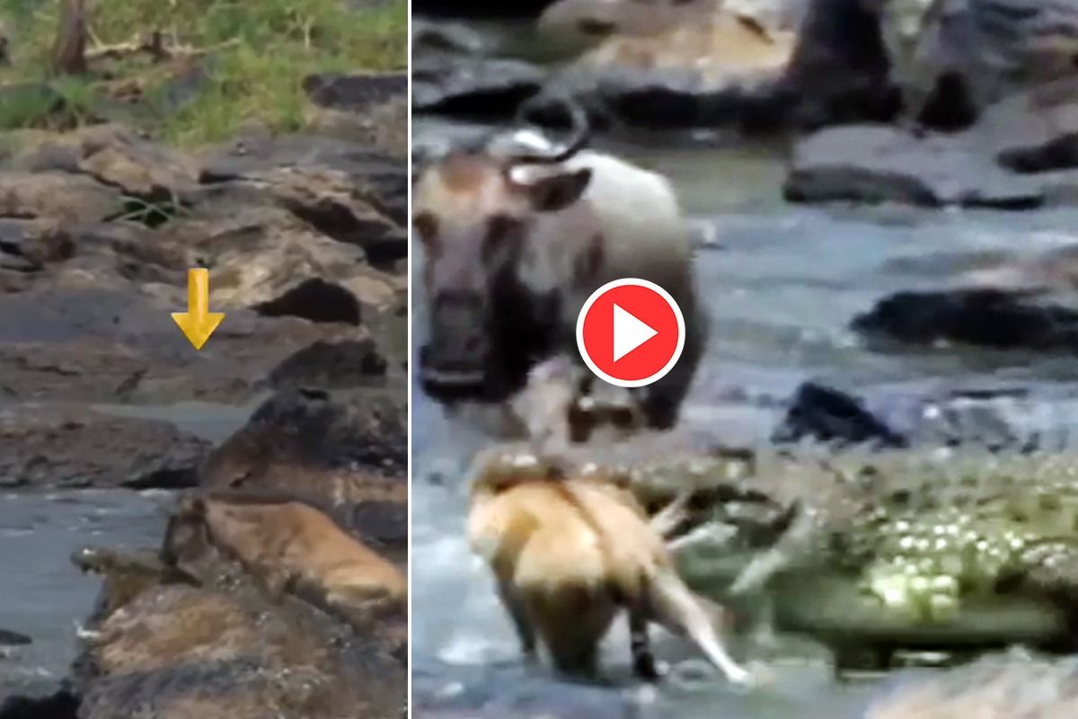 Magarmach Ka Video: जैसे ही नदी में गया गमरमच्छ ने दबोच ली गर्दन ...