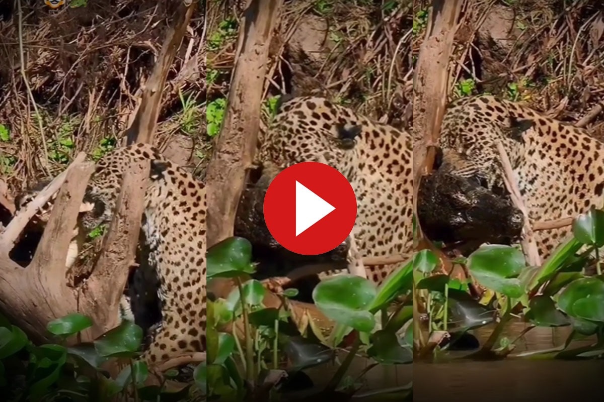 Magarmach Ka Video: शिकार दबोचने ही वाला था मगरमच्छ तभी पलट गया पासा ...