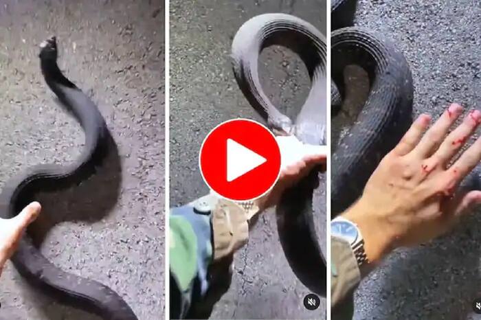 Viral Video: Man Picks Up Snake, Gets Bitten Twice. Netizens Say Kiss Kyu Nahi Karleta