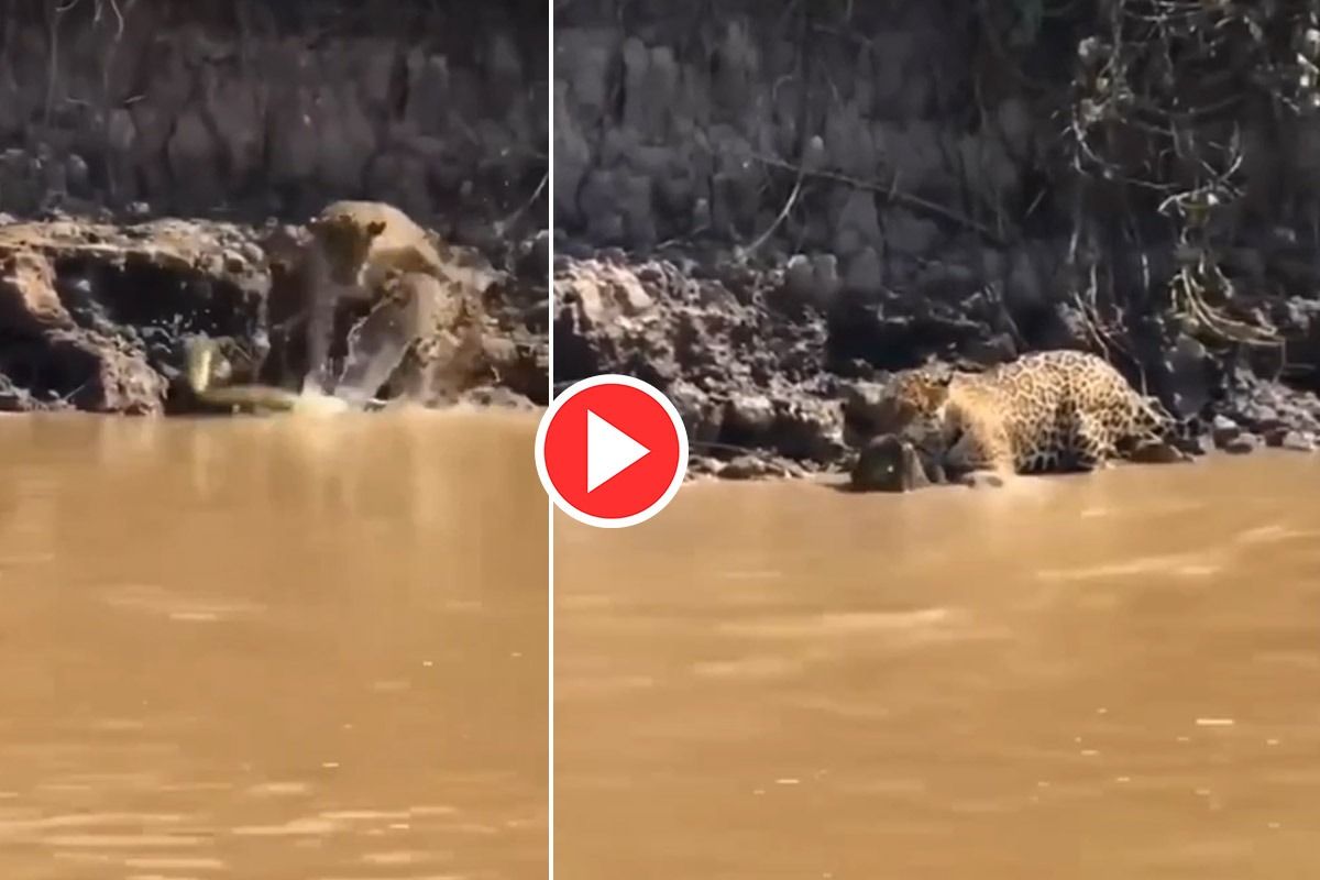 Bagh Ka Video: सांप को देखते ही नदी में कूद गया बाघ, फिर जो नजारा दिखा ...